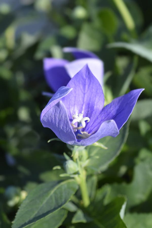 Baloon flower Astra Blue stock photo. Image of platycodon - 230911662