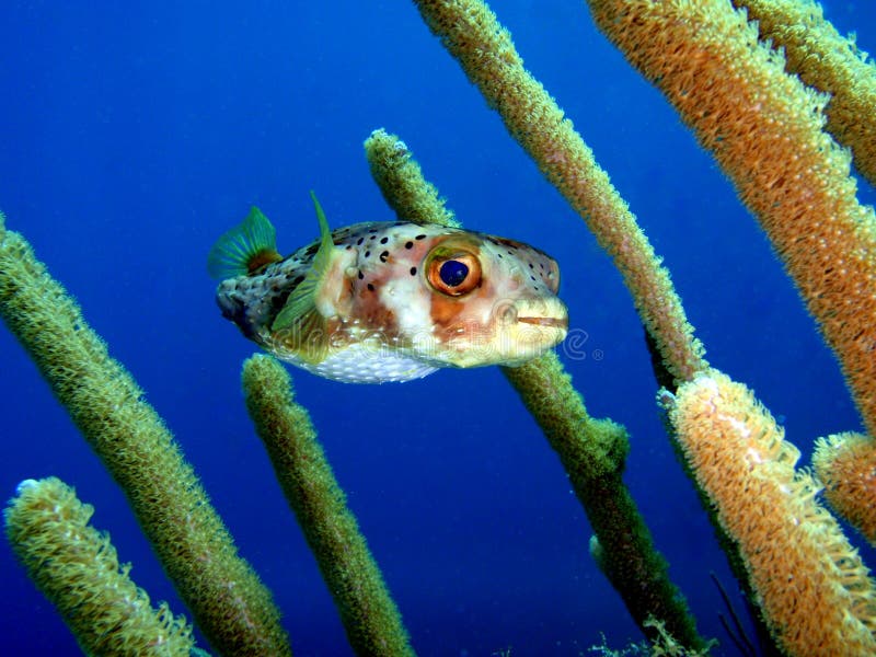 Baloonfish stock photo. Image of copenhagen, baloonfish - 31035698