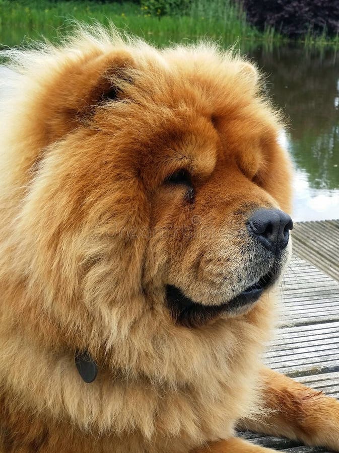 Chowchow Balou Stock Photos - Free & Royalty-Free Stock Photos from ...