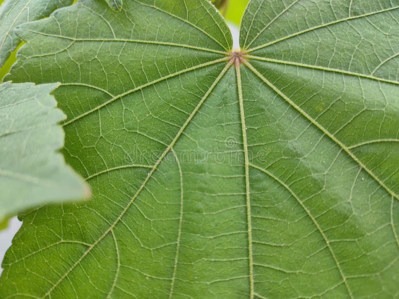 Balsa tree leaf stock photo. Image of nature, sunlight - 243488926