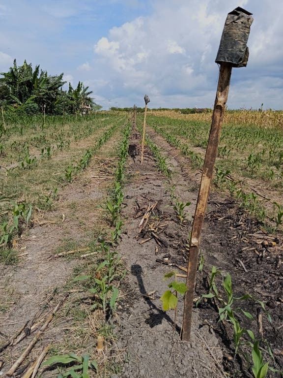 Balsa Tree (Ochroma Pyramidale) Seeds Planted between Corn Plants in ...