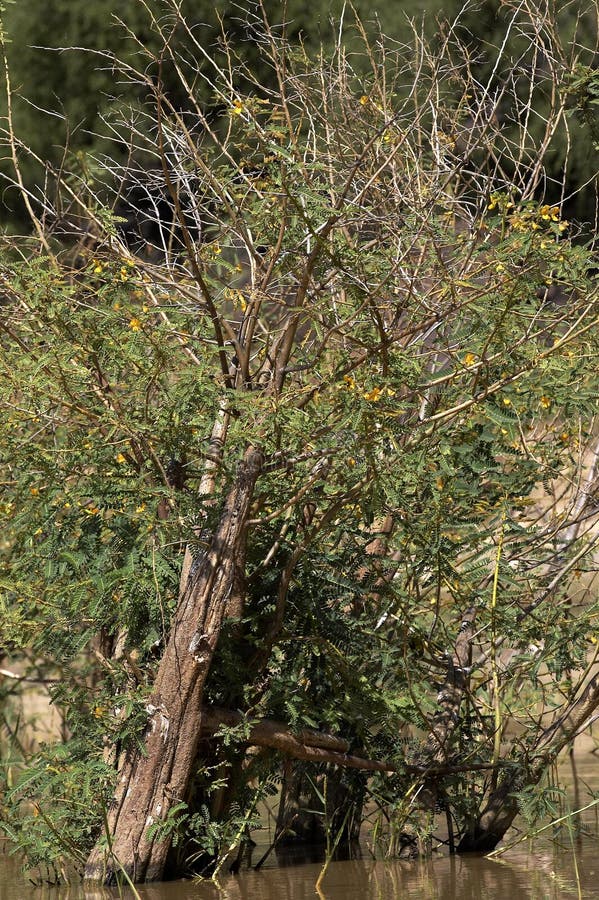 221 Balsa Tree Stock Photos - Free & Royalty-Free Stock Photos from ...