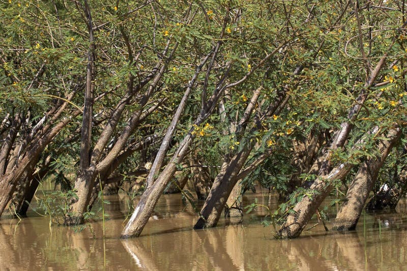 221 Balsa Tree Stock Photos - Free & Royalty-Free Stock Photos from ...