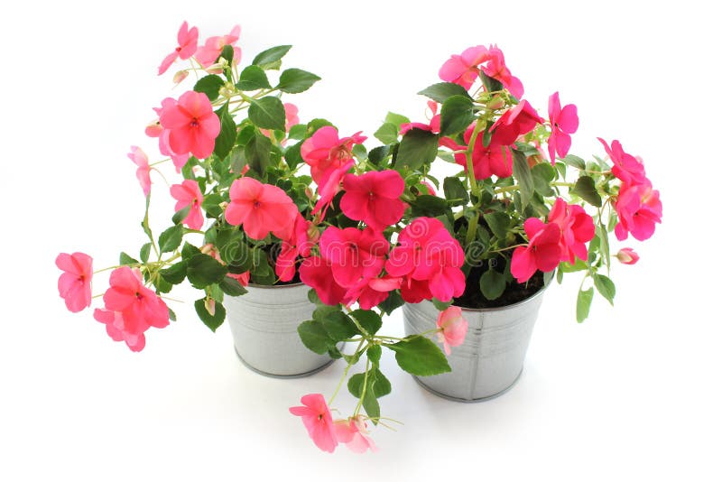Impatiens Balsamina, Deux Pots De Fleurs, Fond Blanc Photo stock ...