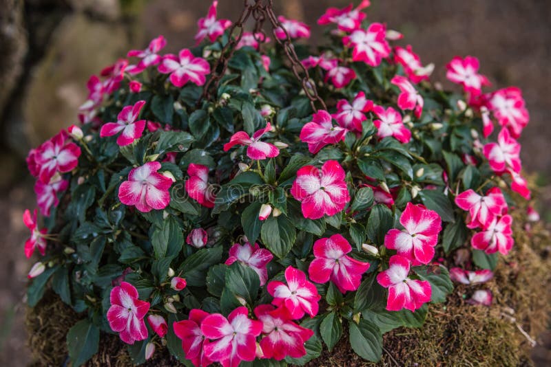 Balsamina de Impatiens imagen de archivo. Imagen de flora - 96329815