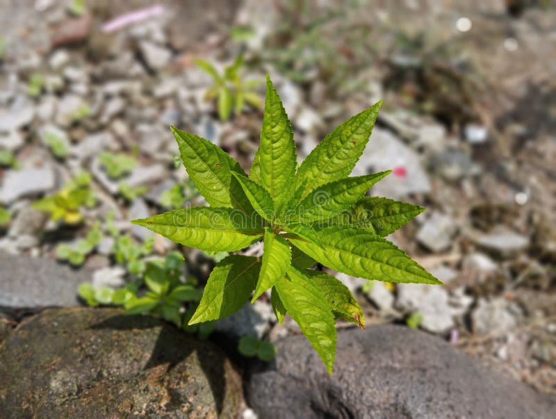 Balsamine des jardins stock image. Image of jardins - 380825685