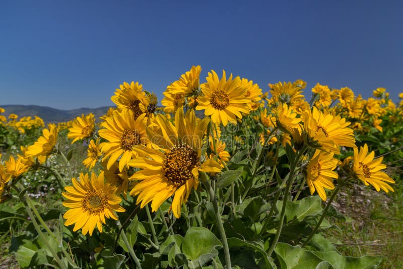 Balsamroot Blooming in Spring in Washington State Stock Image - Image ...