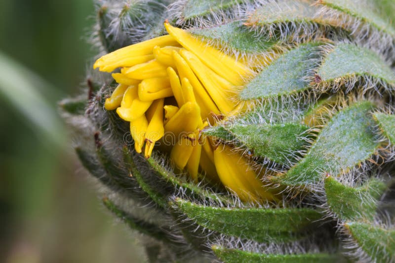Balsamroot Balsamorhiza Sagittata Macro Stock Photo - Image of ball ...