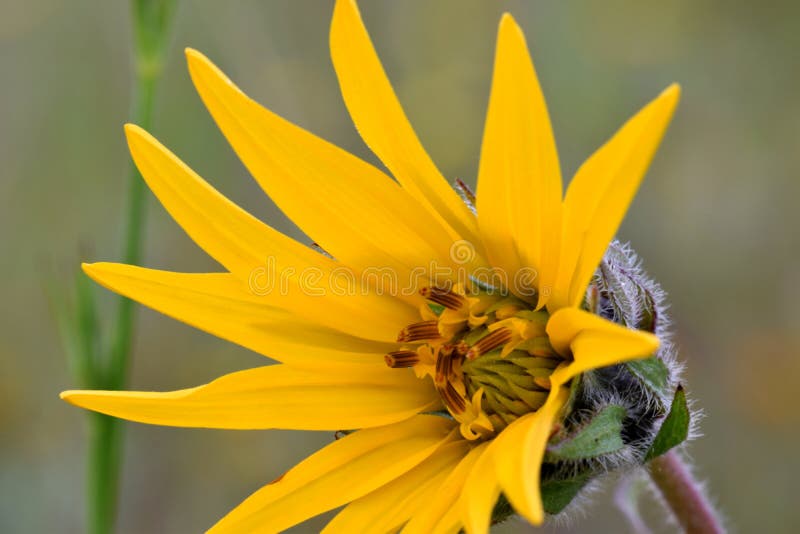 Balsamroot Balsamorhiza Sagittata Macro Stock Photo - Image of ball ...