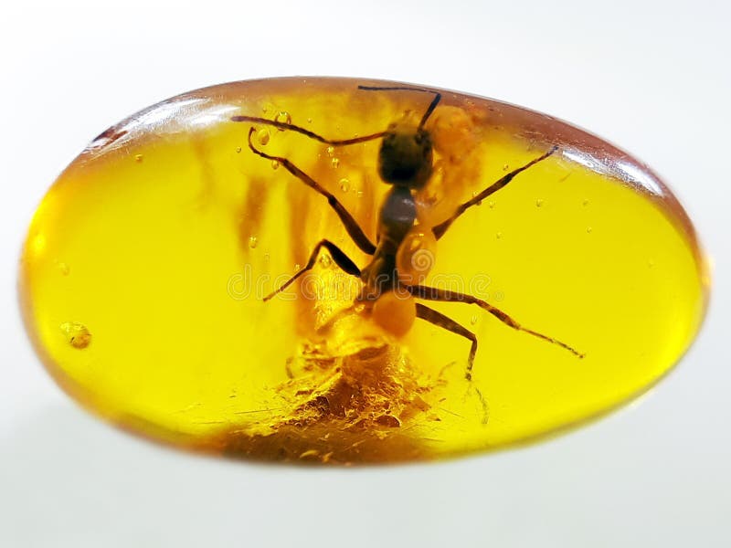 Baltic Amber With Insect Inclusion Stock Photo - Image of closeup ...