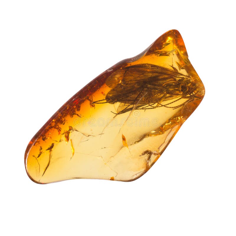 Baltic Amber Stone Inclusion. Stock Photo - Image of jewel, mineral ...