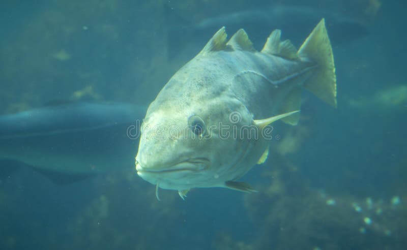 Baltic Cod Fish in Alesund Aquarium Stock Photo - Image of park ...