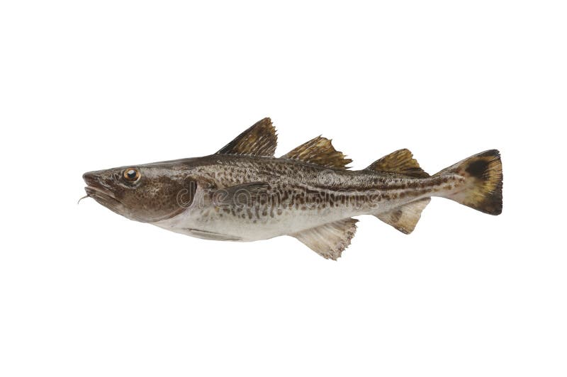 Baltic Cod Isolated on White Stock Image - Image of studio, meat: 320488241