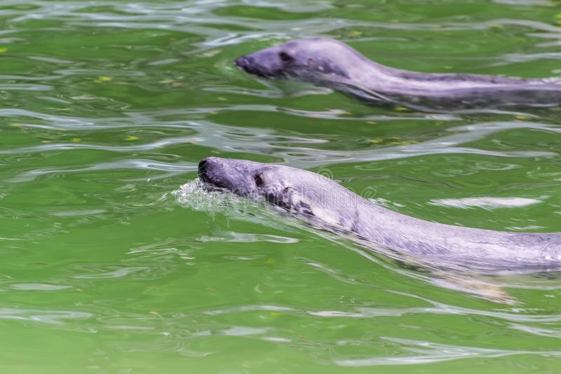 Baltic seals stock photo. Image of russia, kaliningrad - 11940880