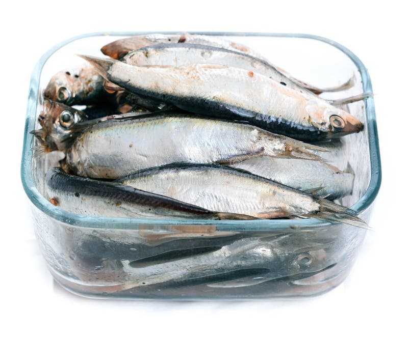 Baltic herring isolated stock image. Image of isolated - 208406341
