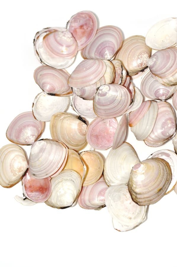 Baltic Macoma Stock Photos - Free & Royalty-Free Stock Photos from ...