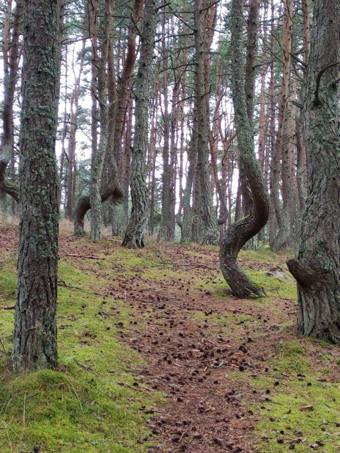 Baltic magic blue forest. stock photo. Image of trees - 193620714
