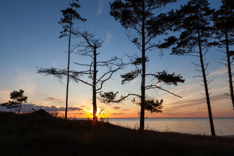 Baltic pine trees stock image. Image of water, evening - 47005983