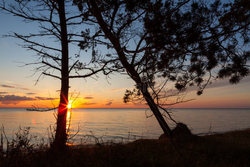 Baltic pine trees stock image. Image of evening, color - 47005991