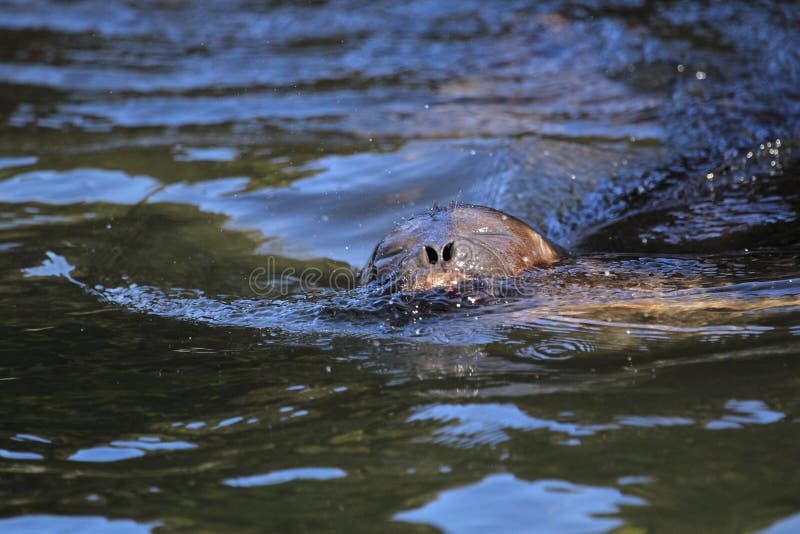 Baltic ringed seal stock image. Image of adult, animal - 24344133