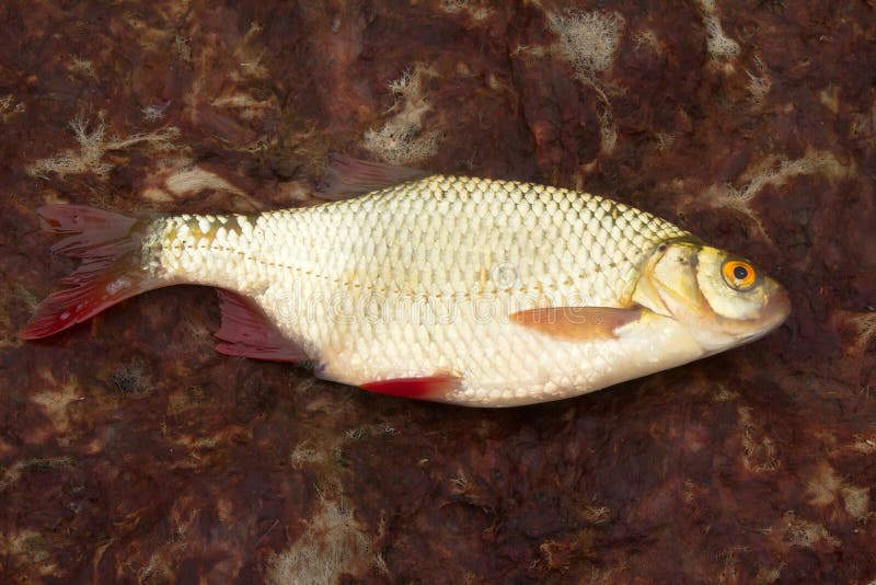 Fly catch. Rudd. stock photo. Image of freshwater, equipment - 92664996