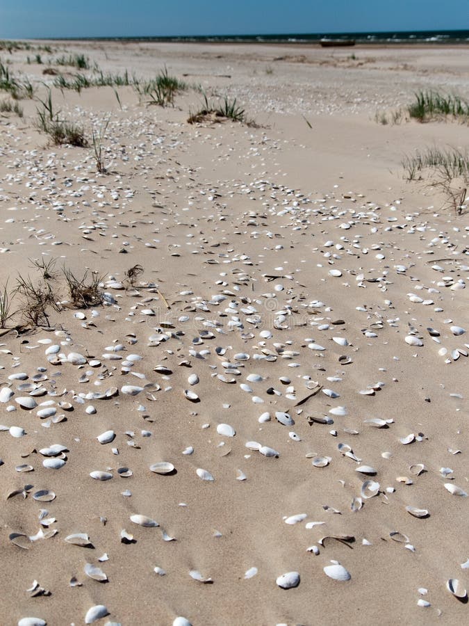 Baltic Sea Beach with Rocks and Shells Stock Image - Image of wood ...