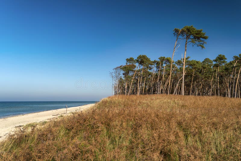 Baltic Sea Coast on Darss stock photo. Image of askew - 130203550