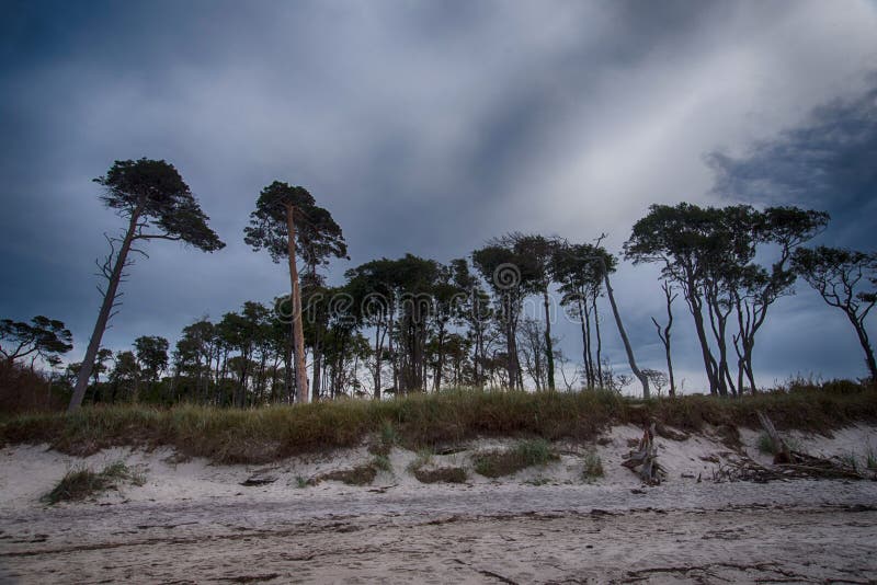 Baltic sea coast on Darss stock image. Image of fischland - 198981629