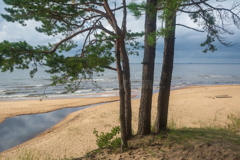 Baltic Sea Coast and Pine Trees . Stock Image - Image of water, dunes ...