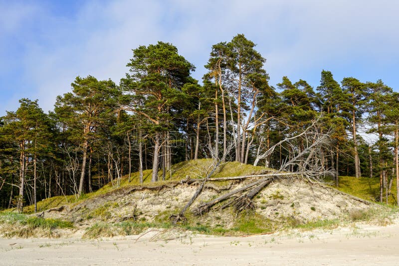 Baltic Sea Forest on the Beach Stock Photo - Image of horizon, shore ...