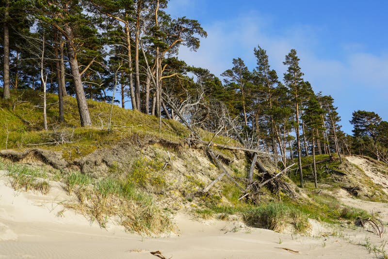 Baltic Sea Coast in Spring, Pine Forest with Trees Broken by Storms ...