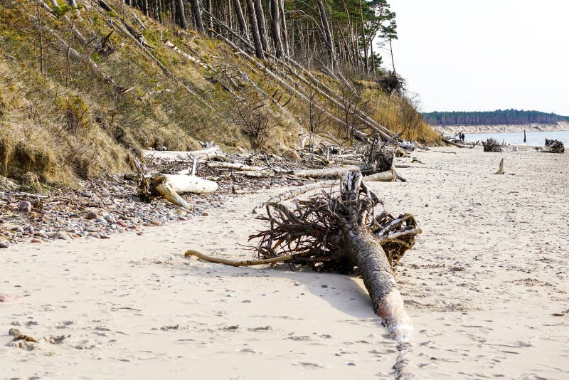 Baltic Sea Coast with Wind and Water Felled Tree Trunks Stock Photo ...