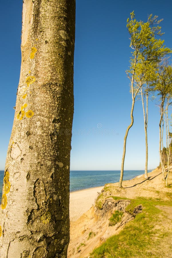 Baltic Sea in Poland with Pines and Tree Stock Image - Image of waves ...