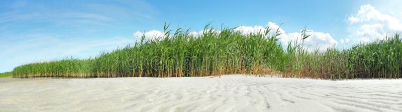 Baltic Sea Reed Along the Bank Stock Image - Image of cane, background ...