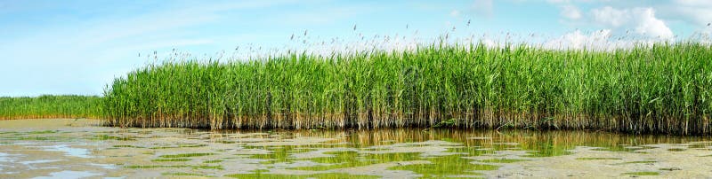 Baltic Sea Reed Along the Bank - Panorama Stock Photo - Image of reed ...