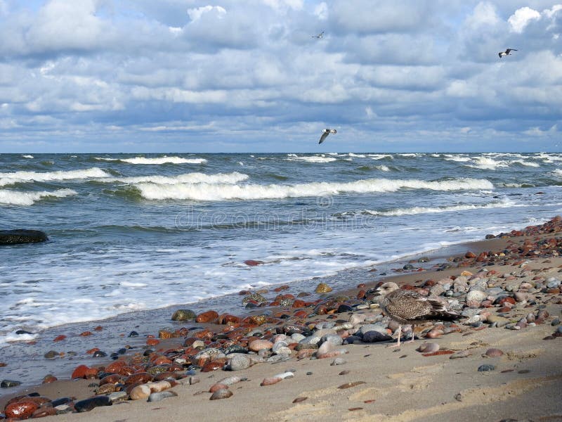 Baltic Sea Coast, Lithuania Stock Photo - Image of shore, coast: 100215518