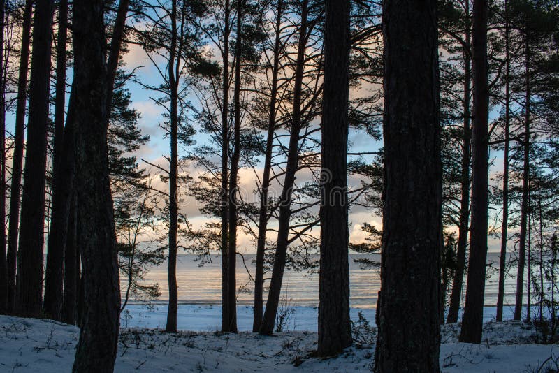 Baltic Sea View through the Pine Tree Forest in Winter. Stock Photo ...
