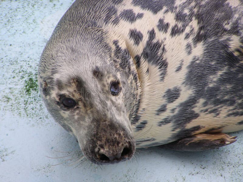 Baltic seal stock image. Image of nice, marine, captivity - 11940907