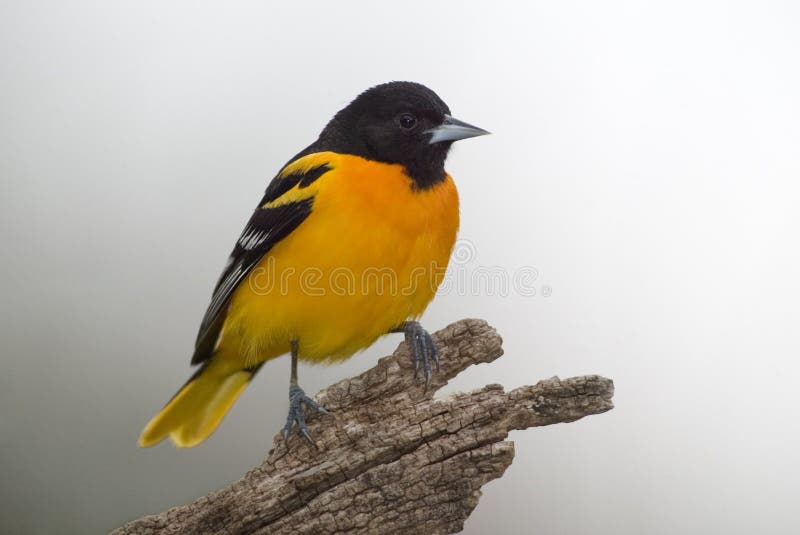 Baltimore Oriole bird stock image. Image of oriole, costa - 9840757