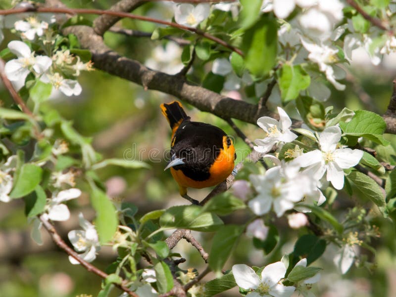 American robin stock image. Image of robin, wildlife - 14600181