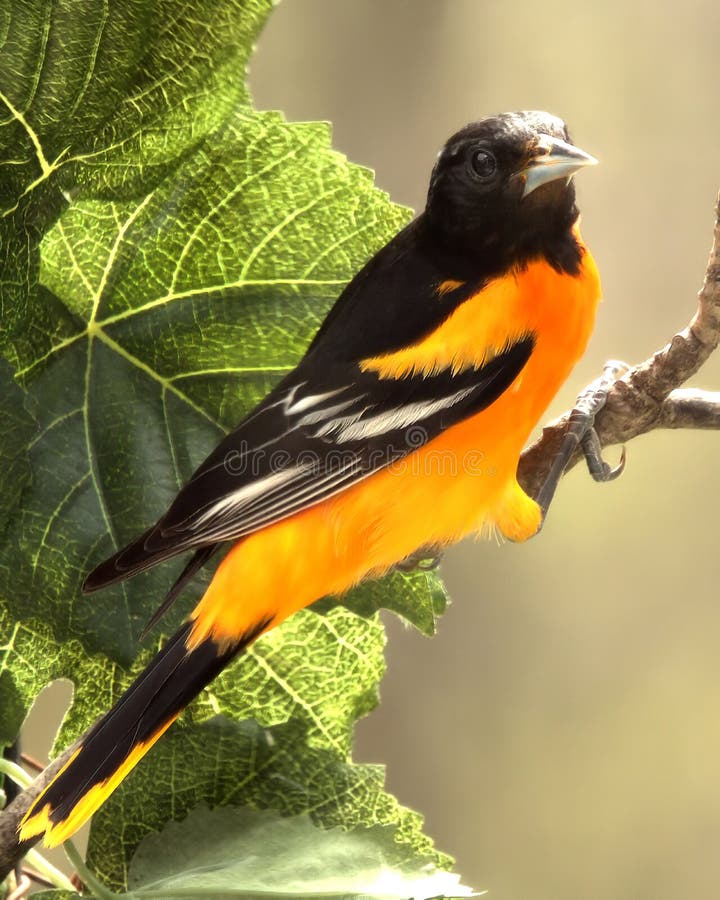 Baltimore Oriole stock image. Image of beautiful, nature - 181654923