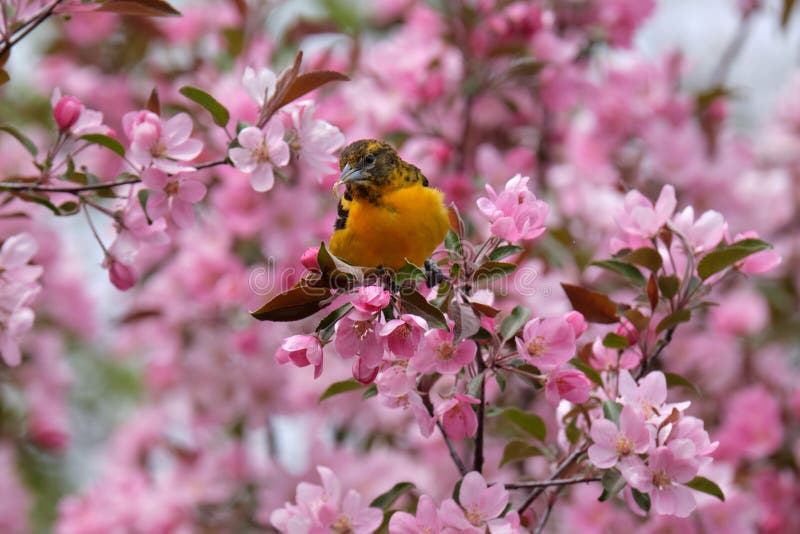 Baltimore Oriole in Blooming Crabapple Tree on a Spring Day in Ottawa ...