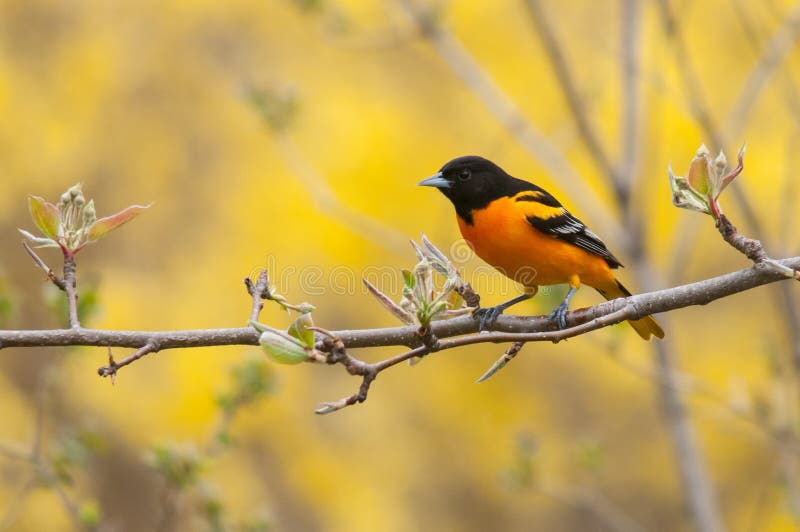 American robin stock image. Image of robin, wildlife - 14600181