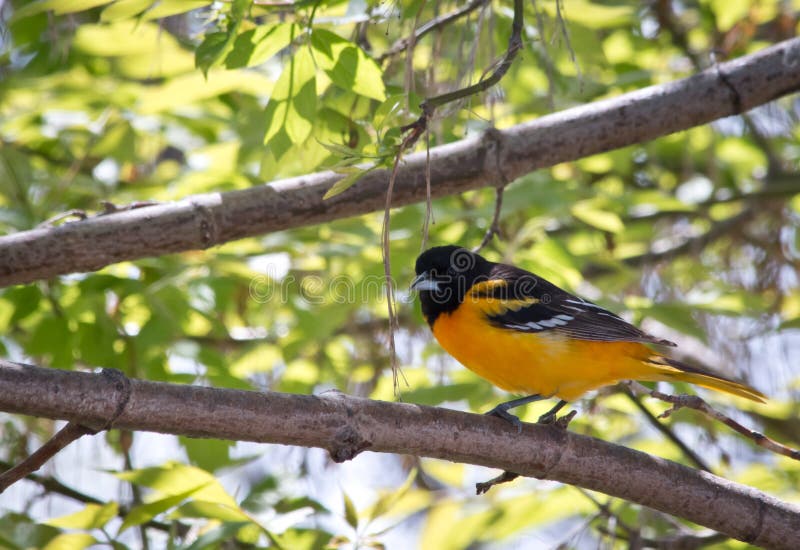 Baltimore Oriole Icterus Galbula Perched in a Tree Stock Image - Image ...