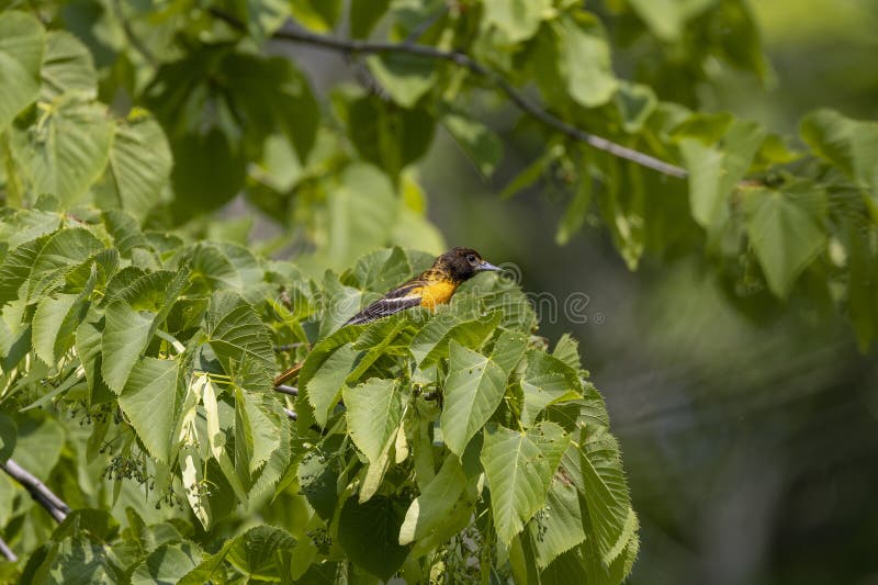 The Baltimore Oriole (Icterus Galbula) Stock Image - Image of feather ...