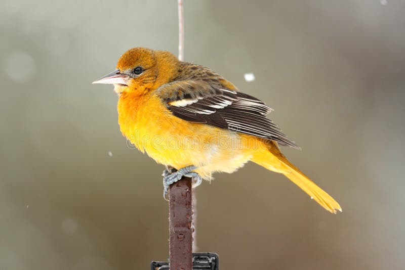 Baltimore Oriole (Icterus Galbula) Stock Photo - Image of bird, wing ...