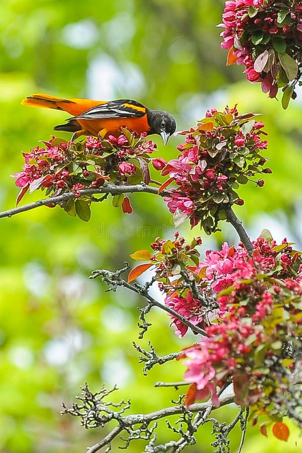 Baltimore Oriole stock image. Image of avian, passerine - 118278509