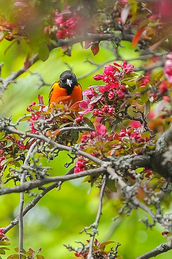 Baltimore Oriole stock photo. Image of summer, passerine - 118278510