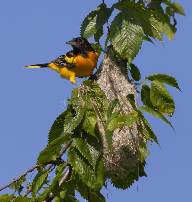 Baltimore Oriole Nest Stock Photos - Free & Royalty-Free Stock Photos ...