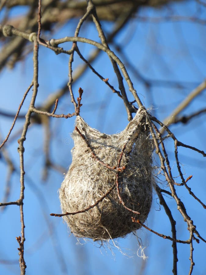 Baltimore Oriole Nest Closeup on Blue Sky Stock Photo - Image of ...